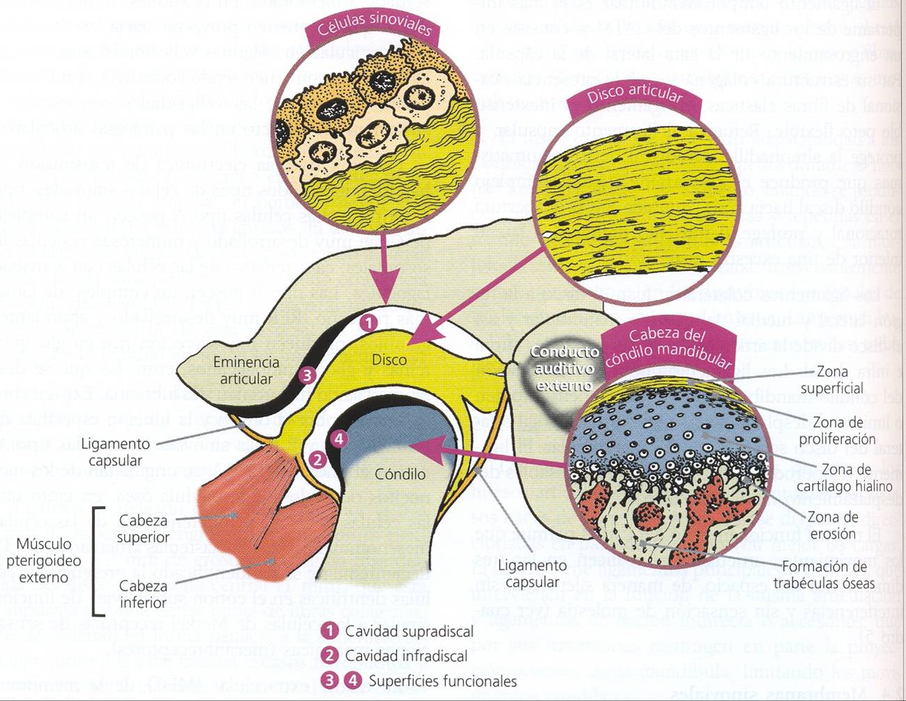 Embriología Bucodental: COMPLEJO ARTICULAR TEMPOROMANDIBULAR