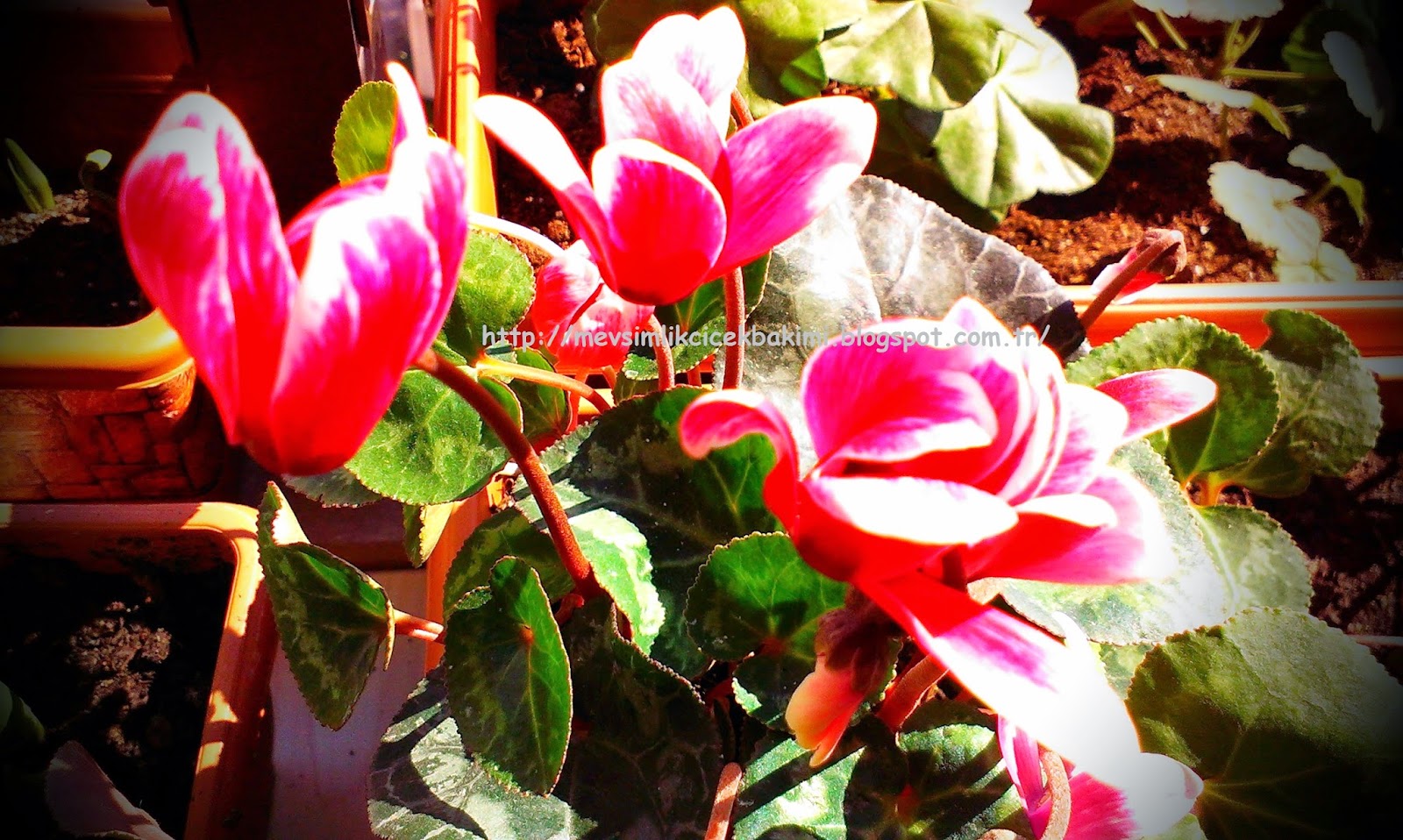 SIKLAMEN (Cyclamen) BAKIMI | Çiçek Bakımı, Çiçek Çeşitleri, Çiçek ...