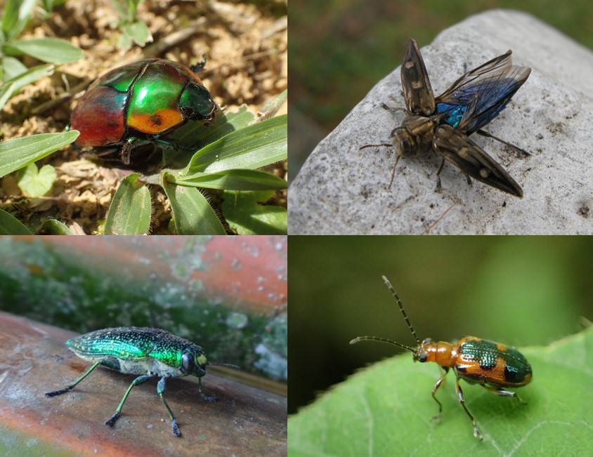 The Beetles of the Main Ridge Reserve