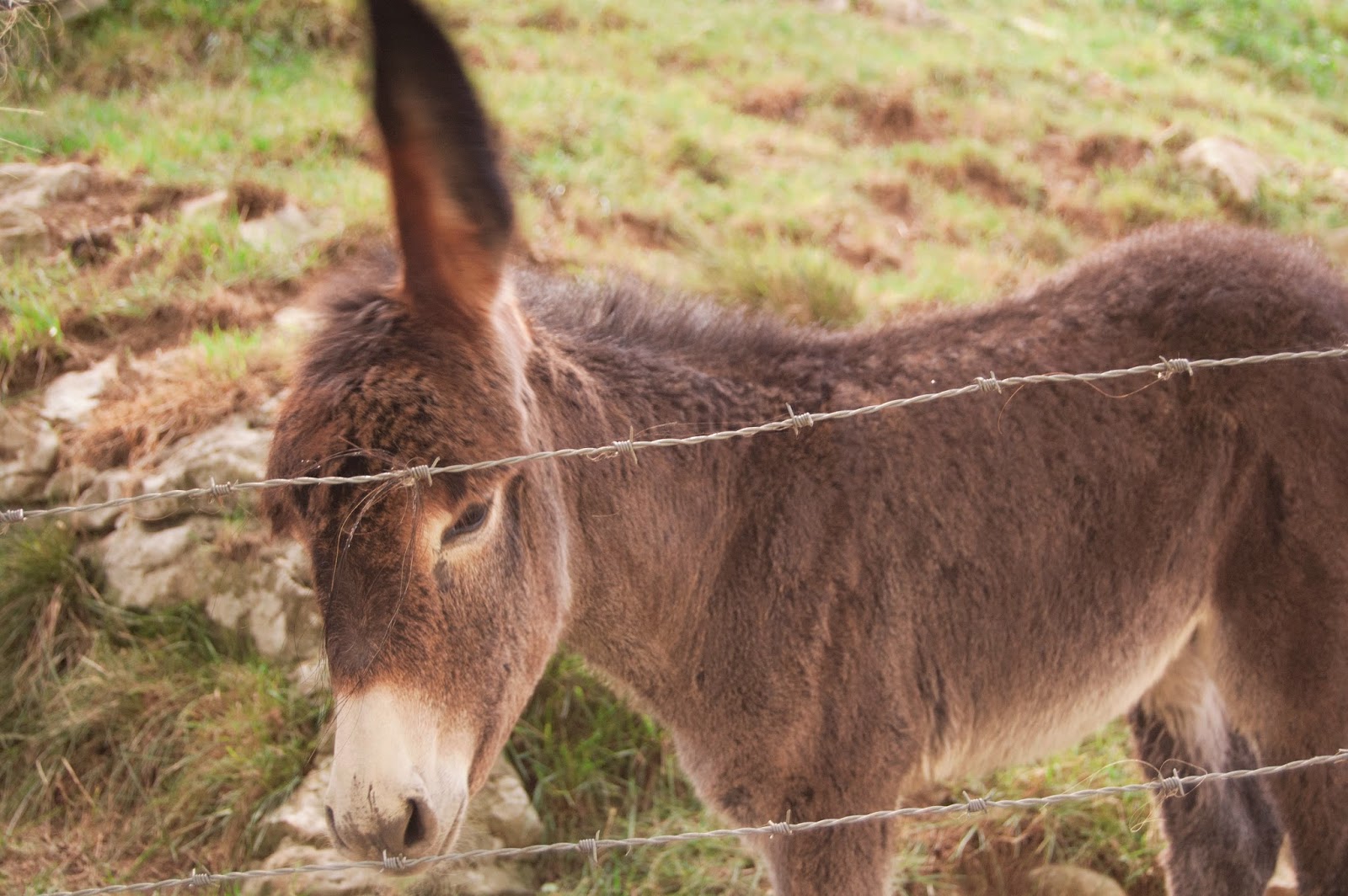 La tortuga de dos cabezas: El burro es el único animal domestico ...