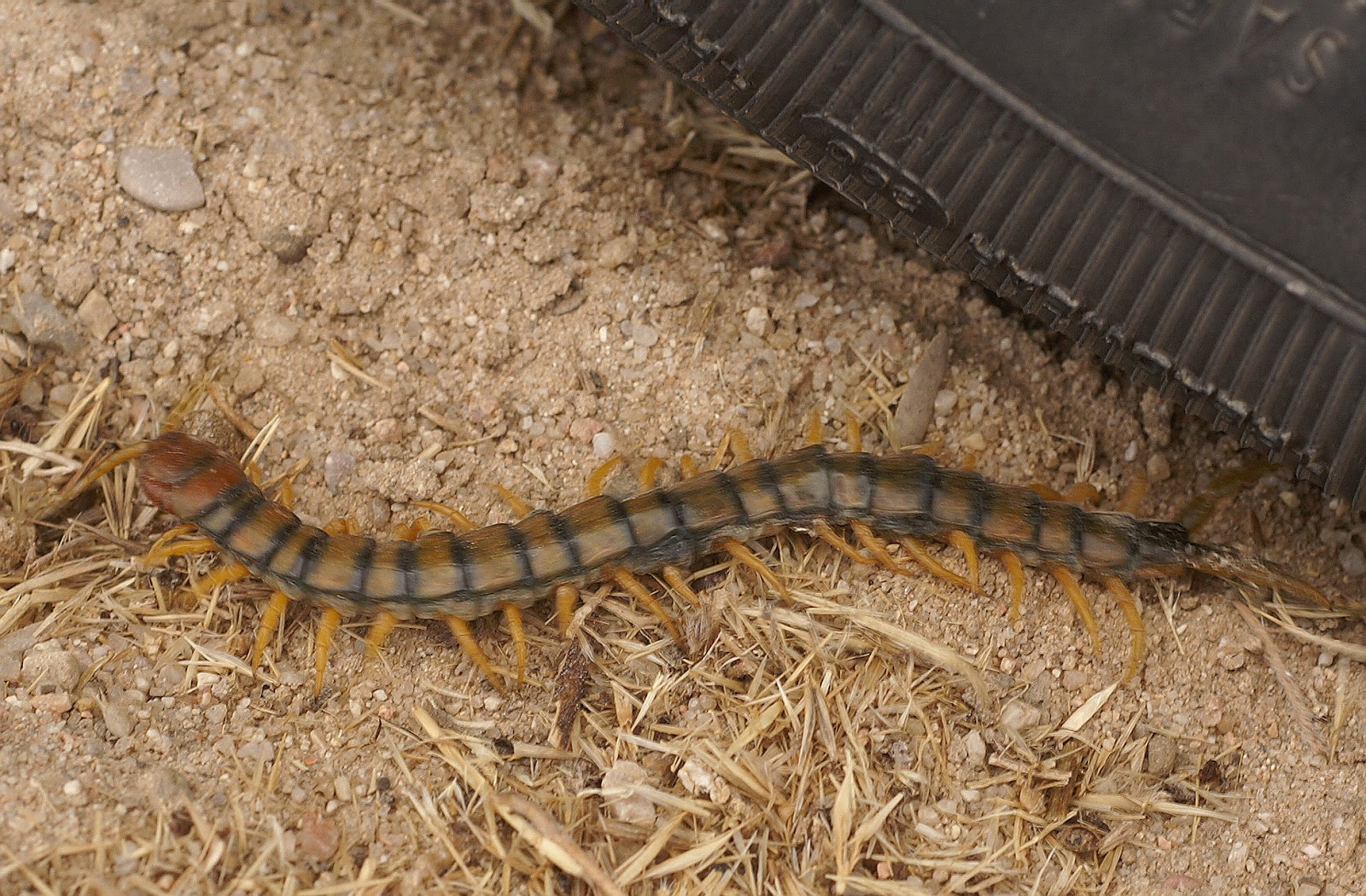 Contacto Natura: Escolopendra