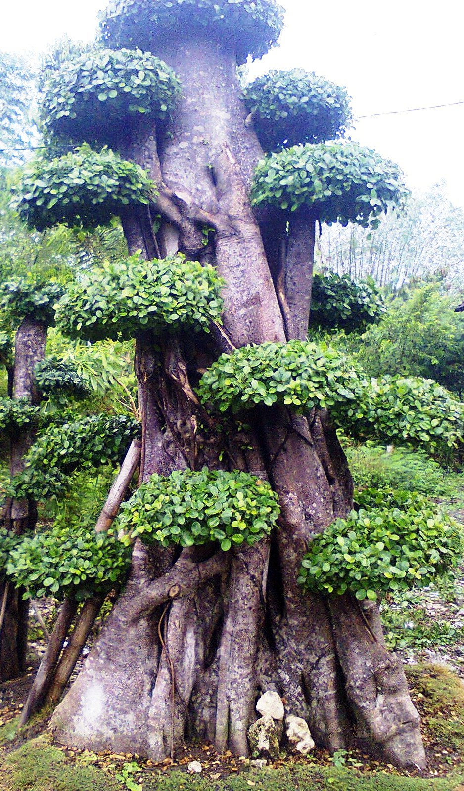 Bonsai Beringin Iprik | Aneka Ragam Bentuk Bonsai