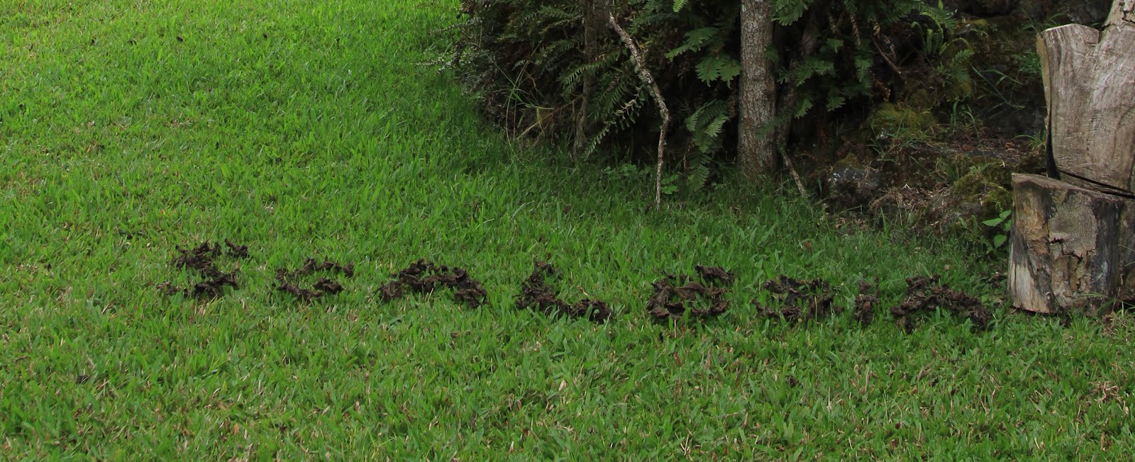 TravelMarx: Binomen Art - Scalesia