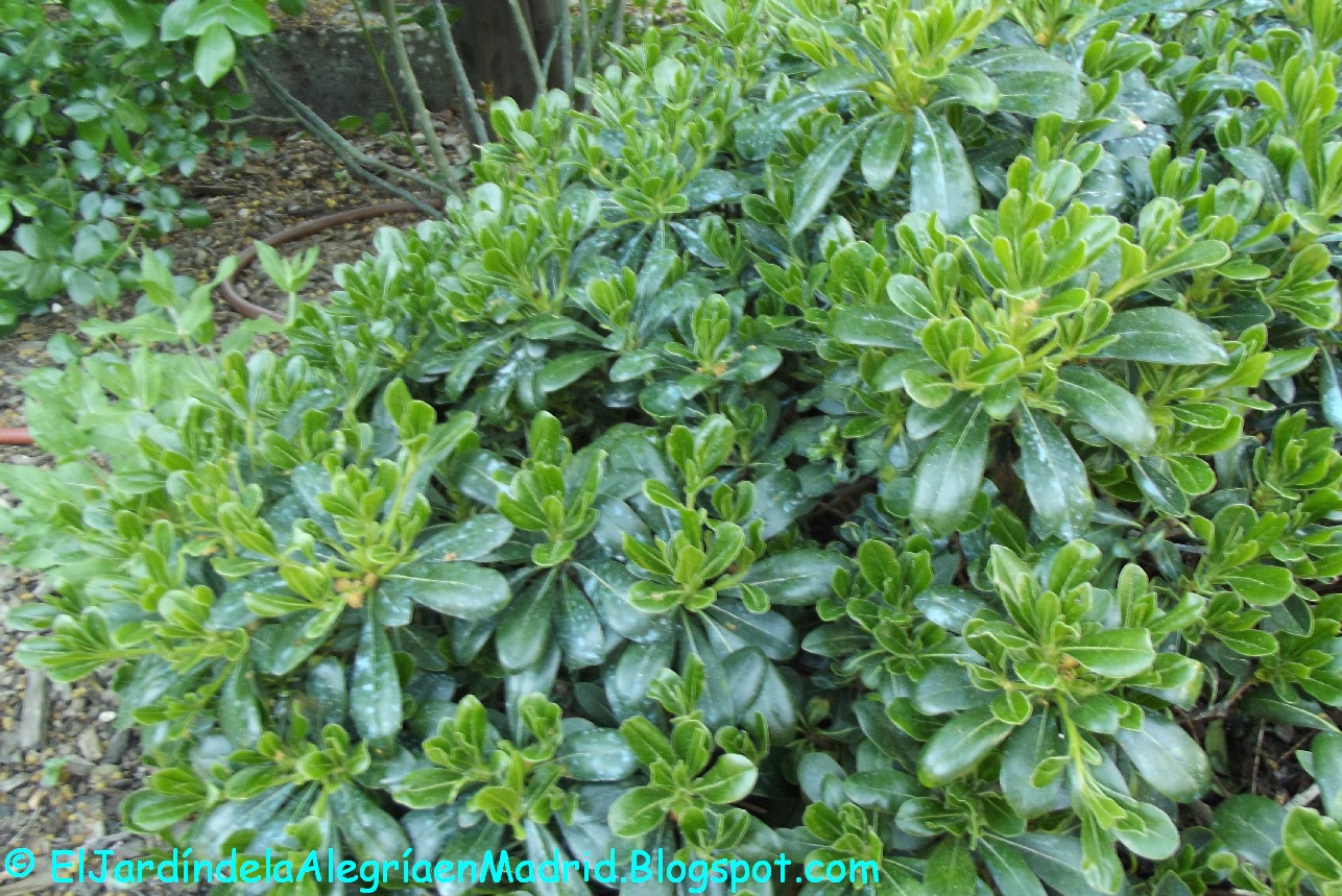 El jardín de la alegría : Vaciar el interior de Pittosporum tobira ...