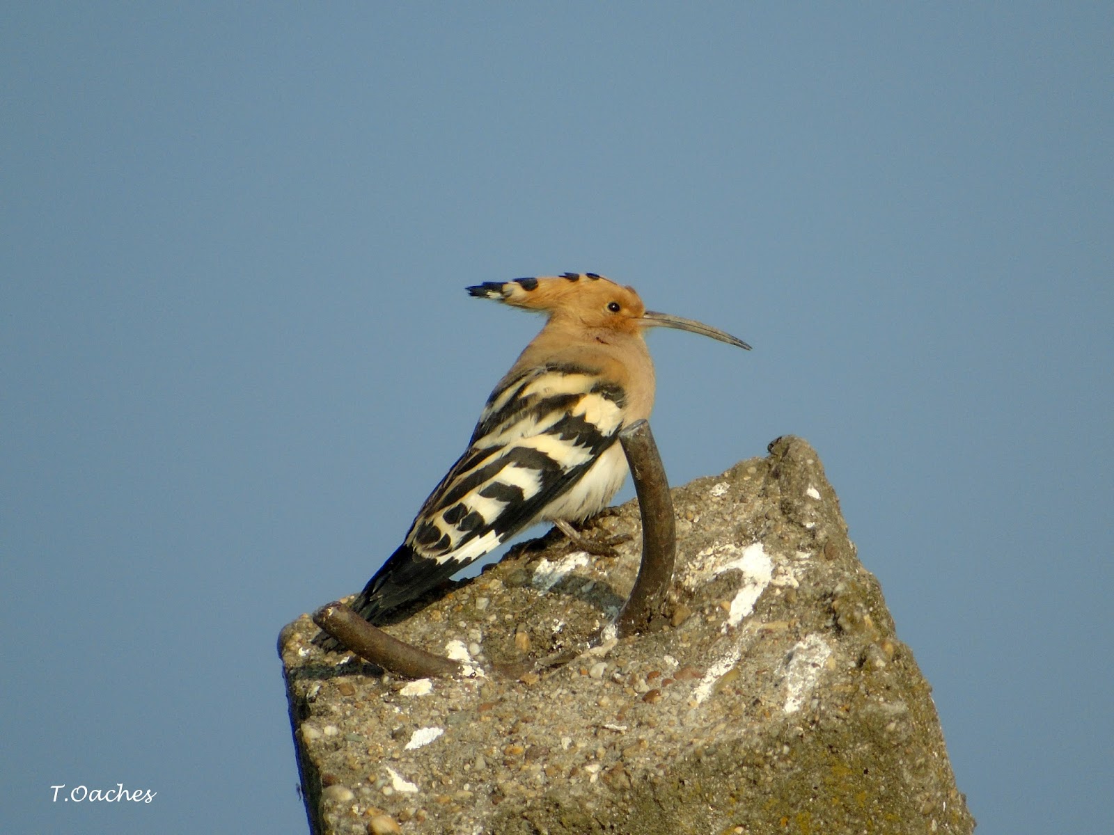 PASARI DIN ROMANIA: PUPAZA, Upupa epops