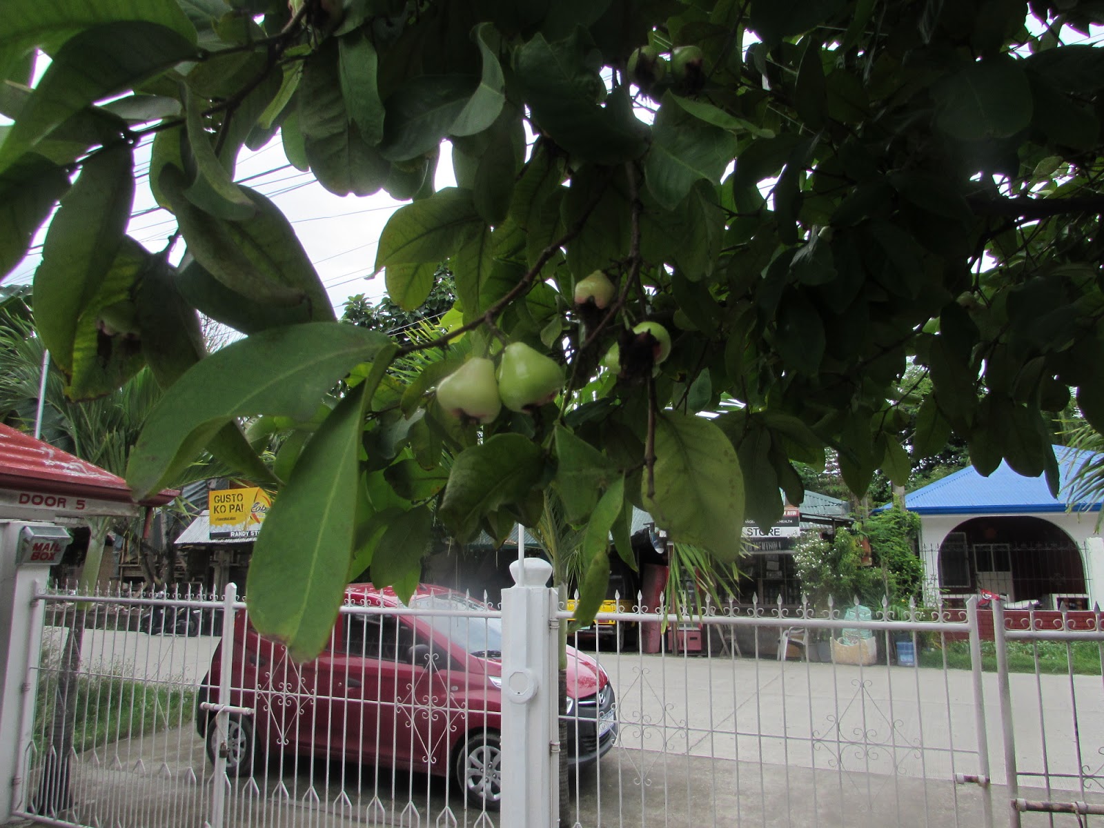 Sorry,all the clever names are taken.: Tambis or Makopa?