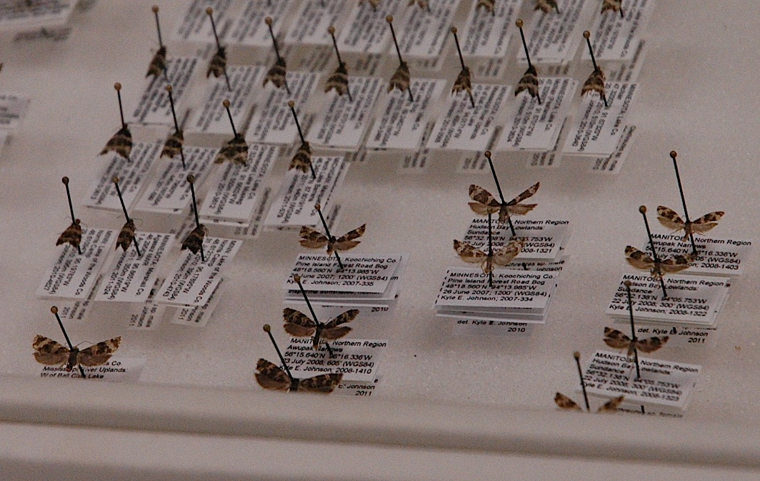 Field Biology in Southeastern Ohio: The Ohio Lepidopterists