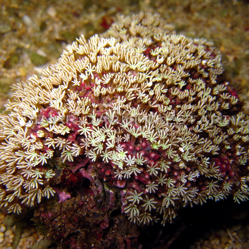 PT. DINAR DARUM LESTARI: Tubipora spp