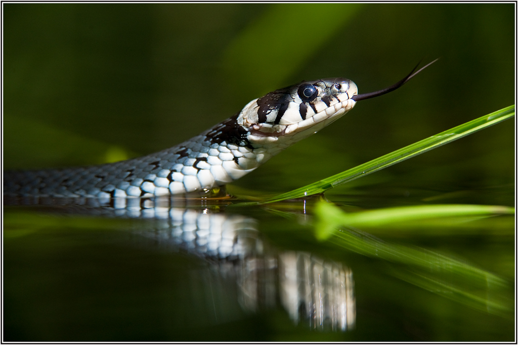 TOM DYRING WILDPHOTO / NN: april 2012