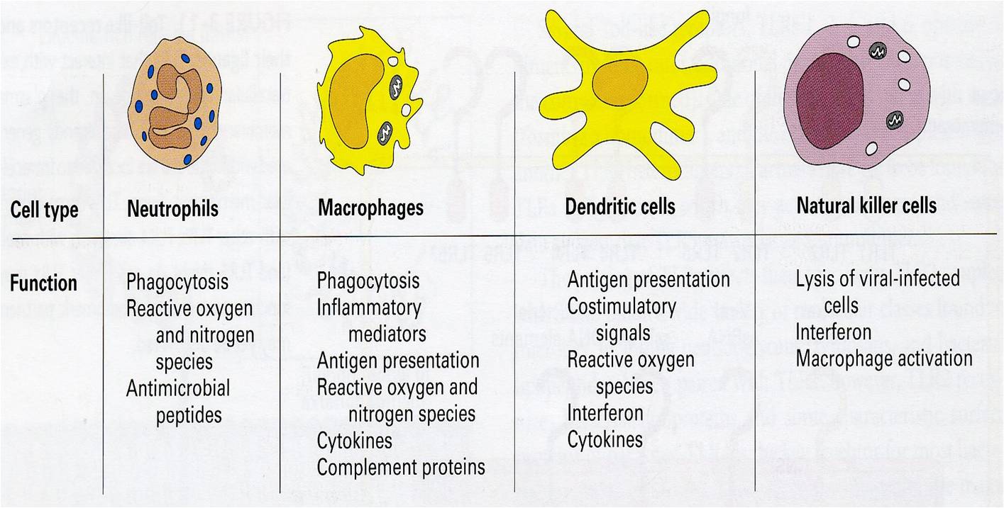Medicine and Surgery: Innate Immune System