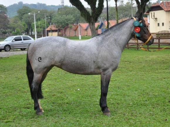 Potreiro das Pampas: Exposição Morfológica de Santa Cruz - Primavera