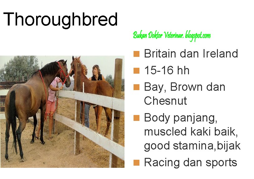 bukan doktor veterinar: Baka-baka Kuda