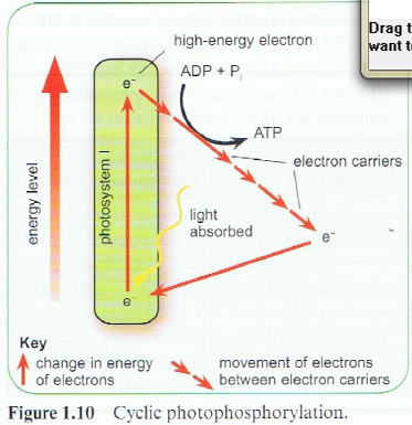 The BioLogs: CAPE 2 - Photosynthesis: Structure of the leaf ...