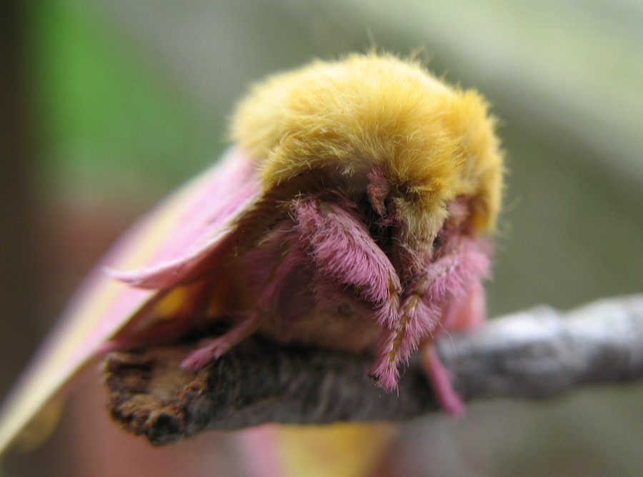 VENEZUELAN POODLE MOTH photos - wallpapers (ανανεωμένο) | the fun bank
