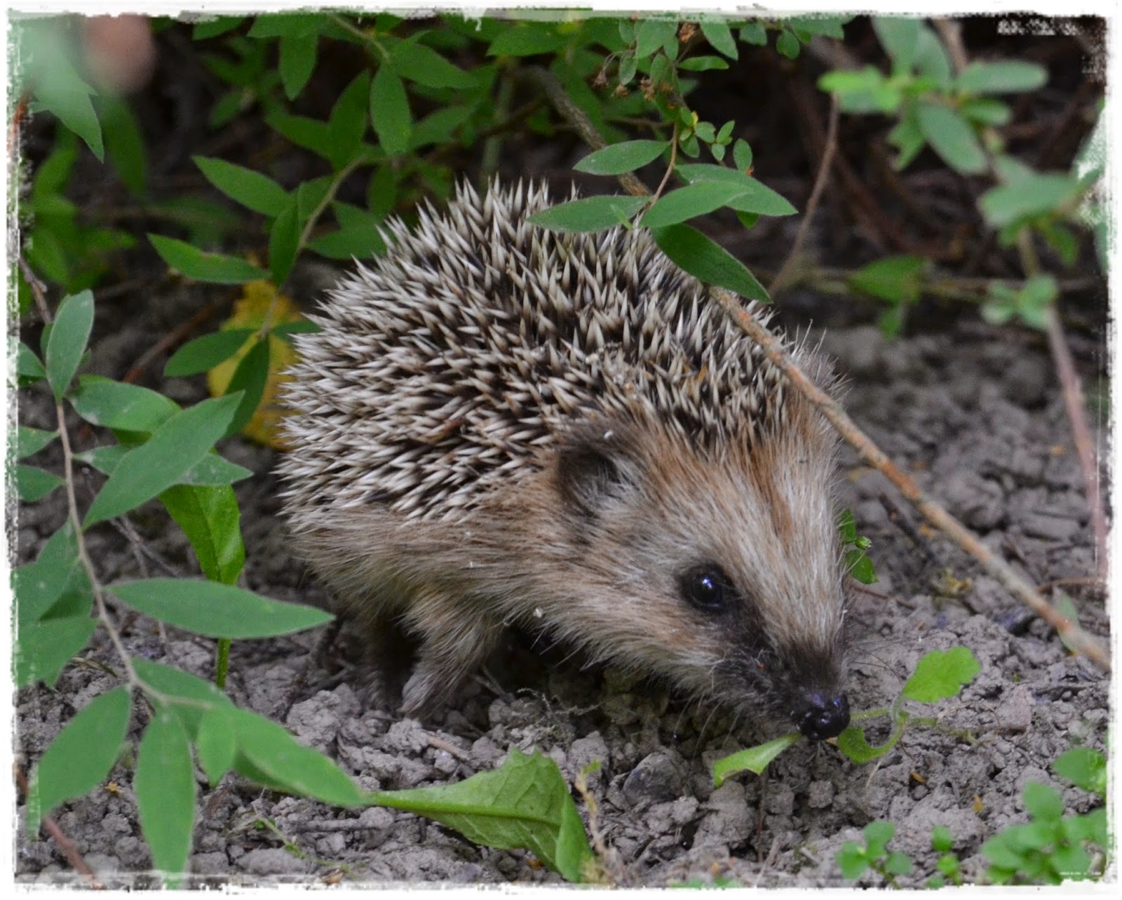 Villejä Lupiineja: Oi, sanoi siili...