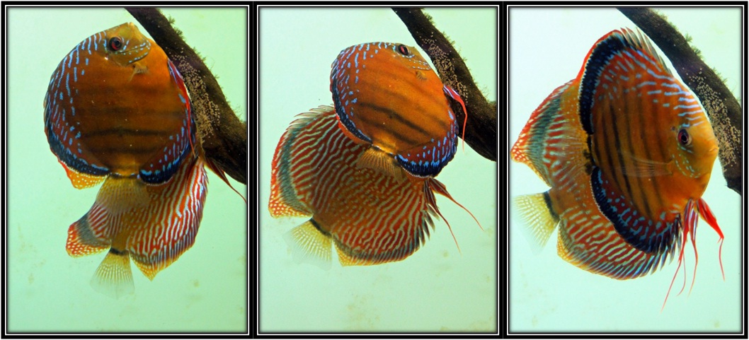 GALERÍA PONFEDISCUS: BIOTOPOS