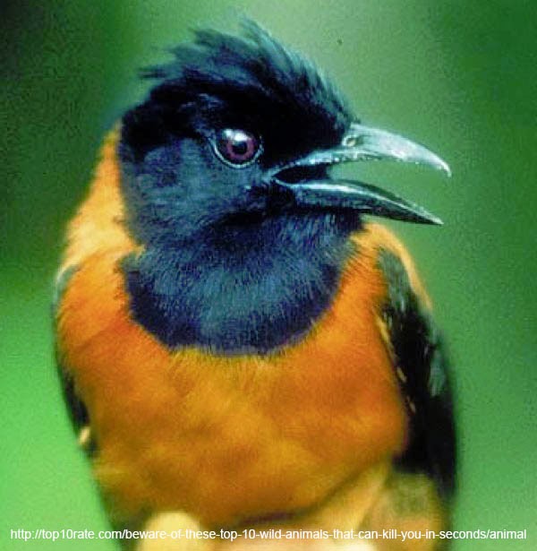Bizarre Creature of the Day: Creature 199: Pitohui