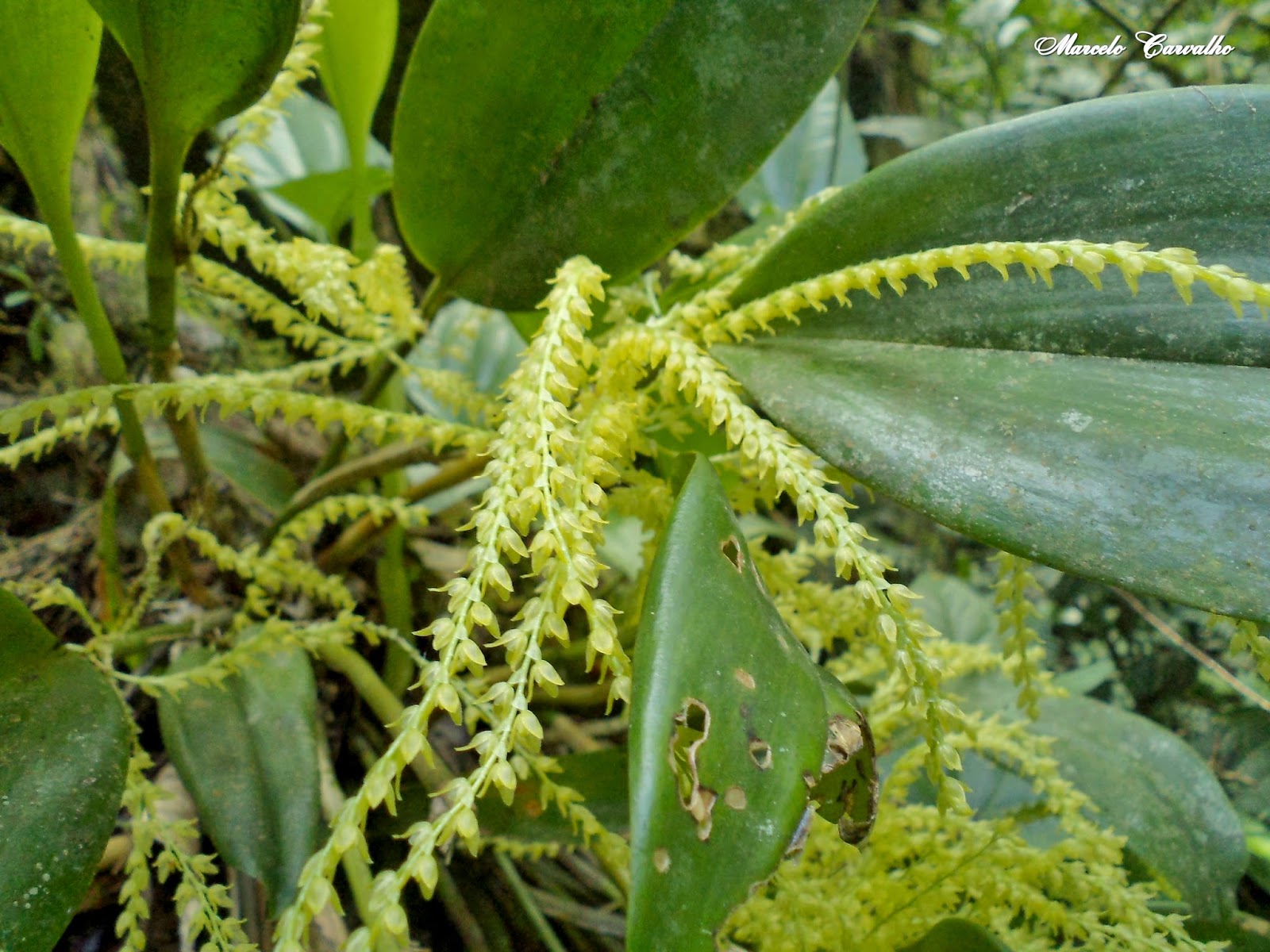 Orquídeas do Brasil: Stelis duckei - Micro orquídea endêmica do Ceará