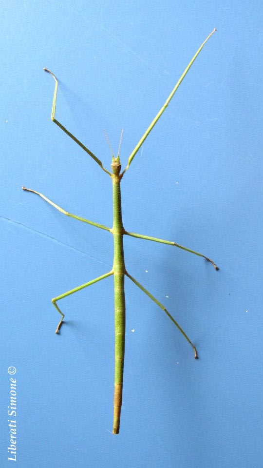 Ramulus artemis & Co.: Su Phasmatodea.