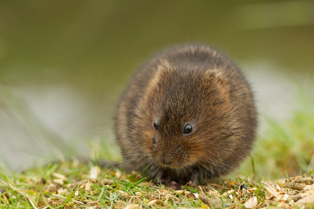 British Wildlife Centre ~ Keeper's Blog: Water Vole Research