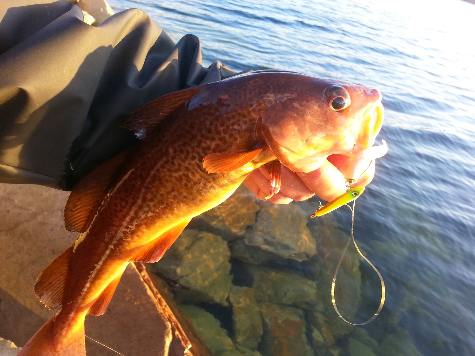 Luremaniac!: Madai and 'slow' jigs in rock fishing.