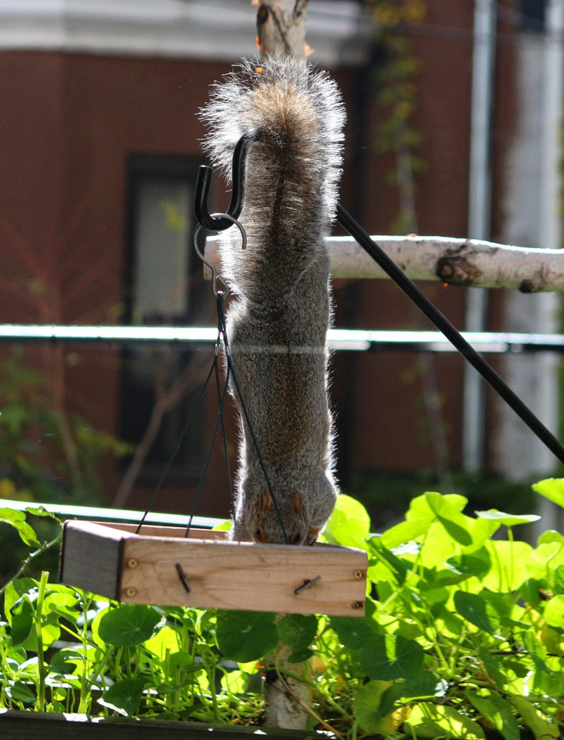 66 Square Feet (Plus): Good squirrel, bad squirrel