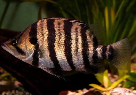 IKAN HIAS AIR TAWAR TROPICAL FISH: IKAN DATZ, TIGERFISH (Datnioides)