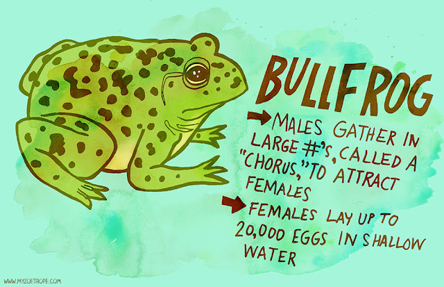 My Zoetrope: 039: Bullfrog