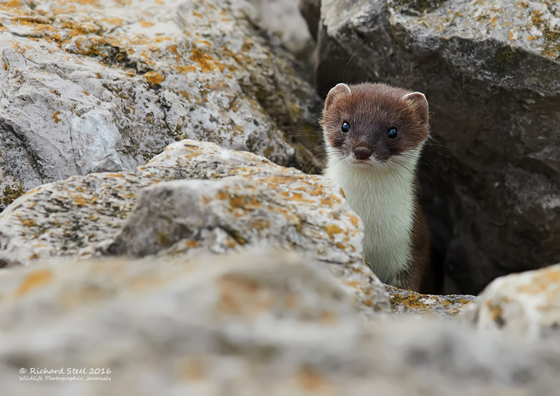 Wildlife Photographic Journals: A Morning with Stoats