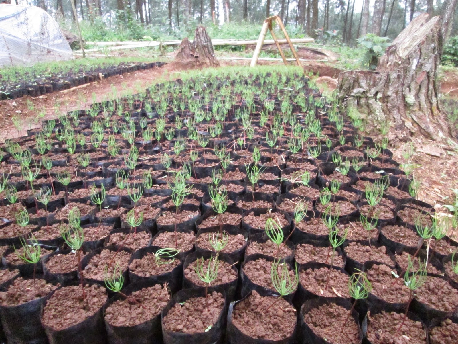 Magang Mandiri KPH Cianjur (Part 1) | FARAWAY