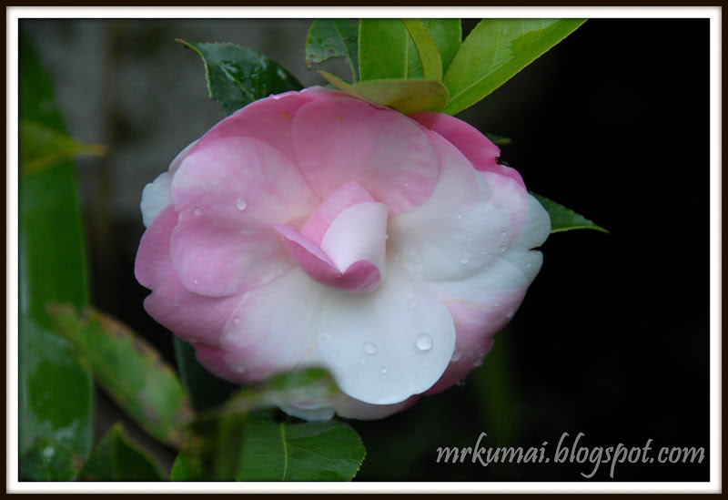 mrkumai.blogspot.com: Tips Melawat Cameron Highlands: Bunga Camellia...