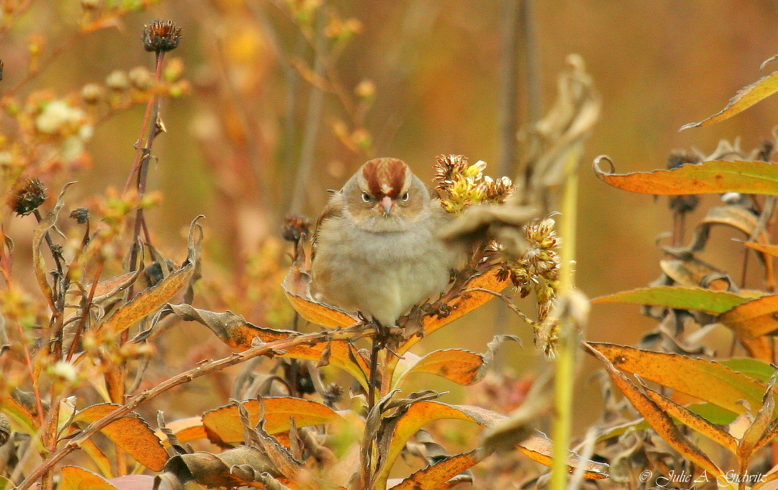 Birding Is Fun!: Fall Feathers