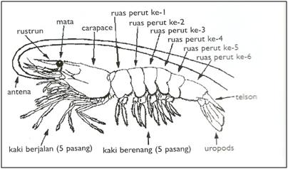 Mengenal Udang Vannamei - Benur Jepara 369