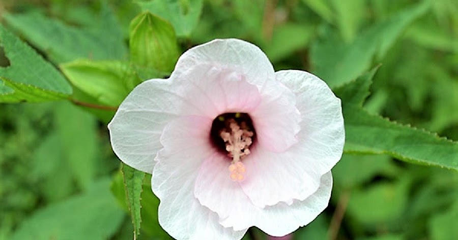 Plants & Gardens in Colonial & Early America: Plants in Early American ...