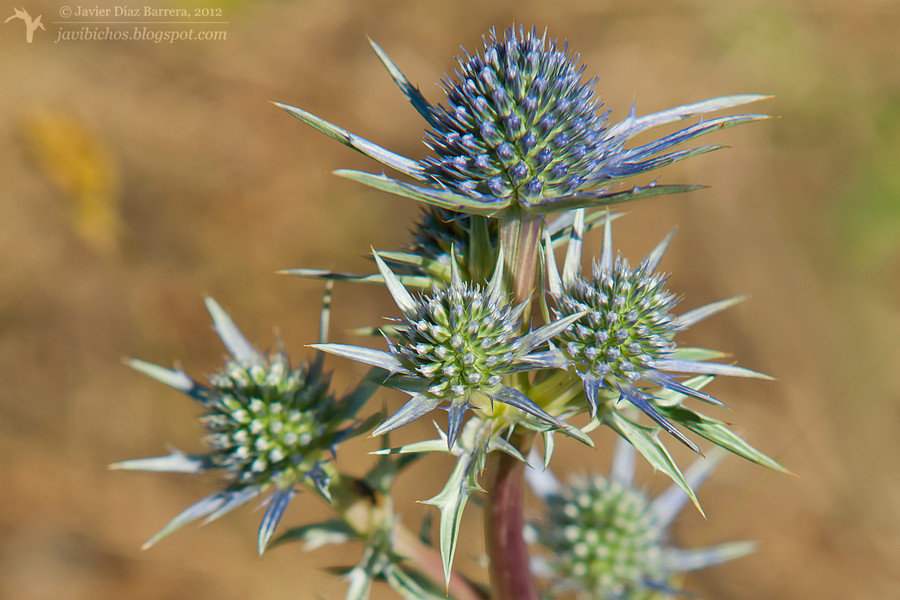 Bichos y plantas de León: Cardo azul