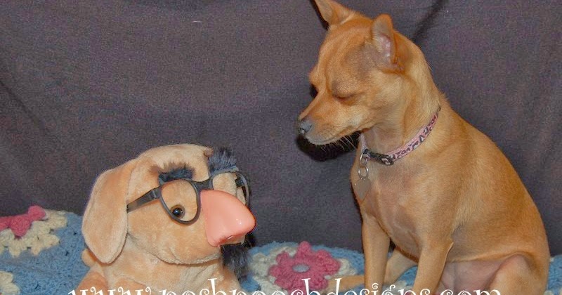 Posh Pooch Designs : April Fools Day Fun!