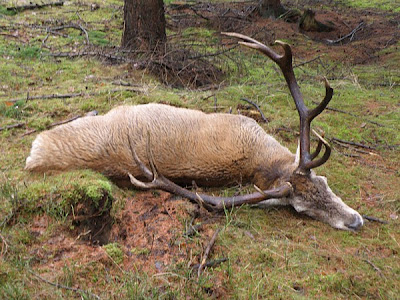 Natuurfragmenten - Verhalen: Bijvoeren of creperen