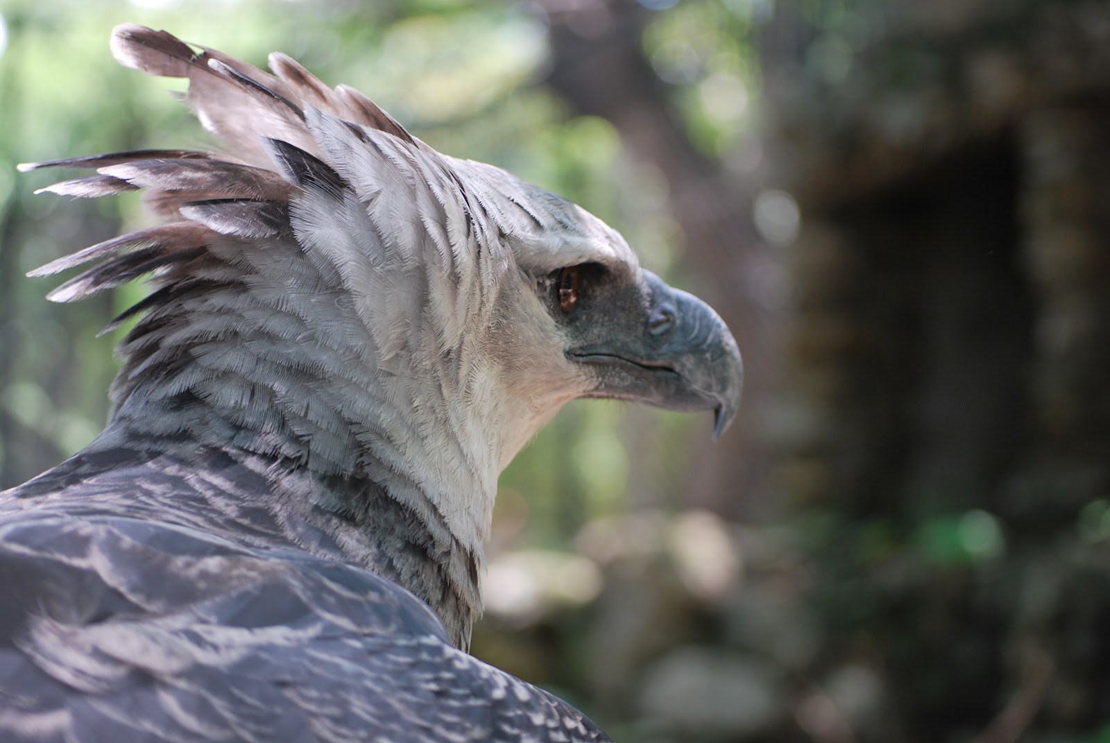 Humboldtina - Venezuela: Harpyie - Harpia harpyja - Aguila Harpía