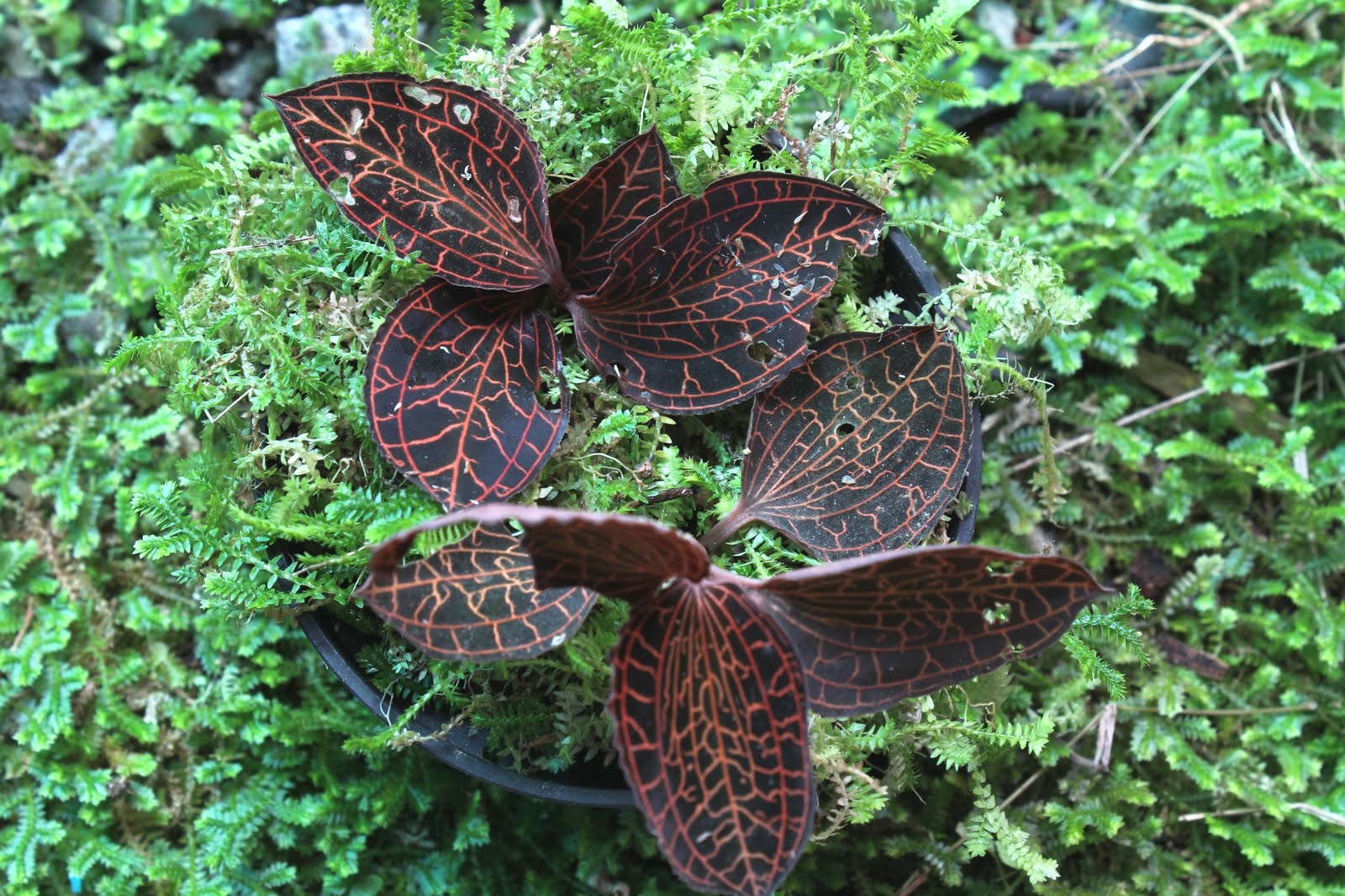 Triang Botanical Valley: Jewel Orchid 3 - Anoectochilus roxburghii