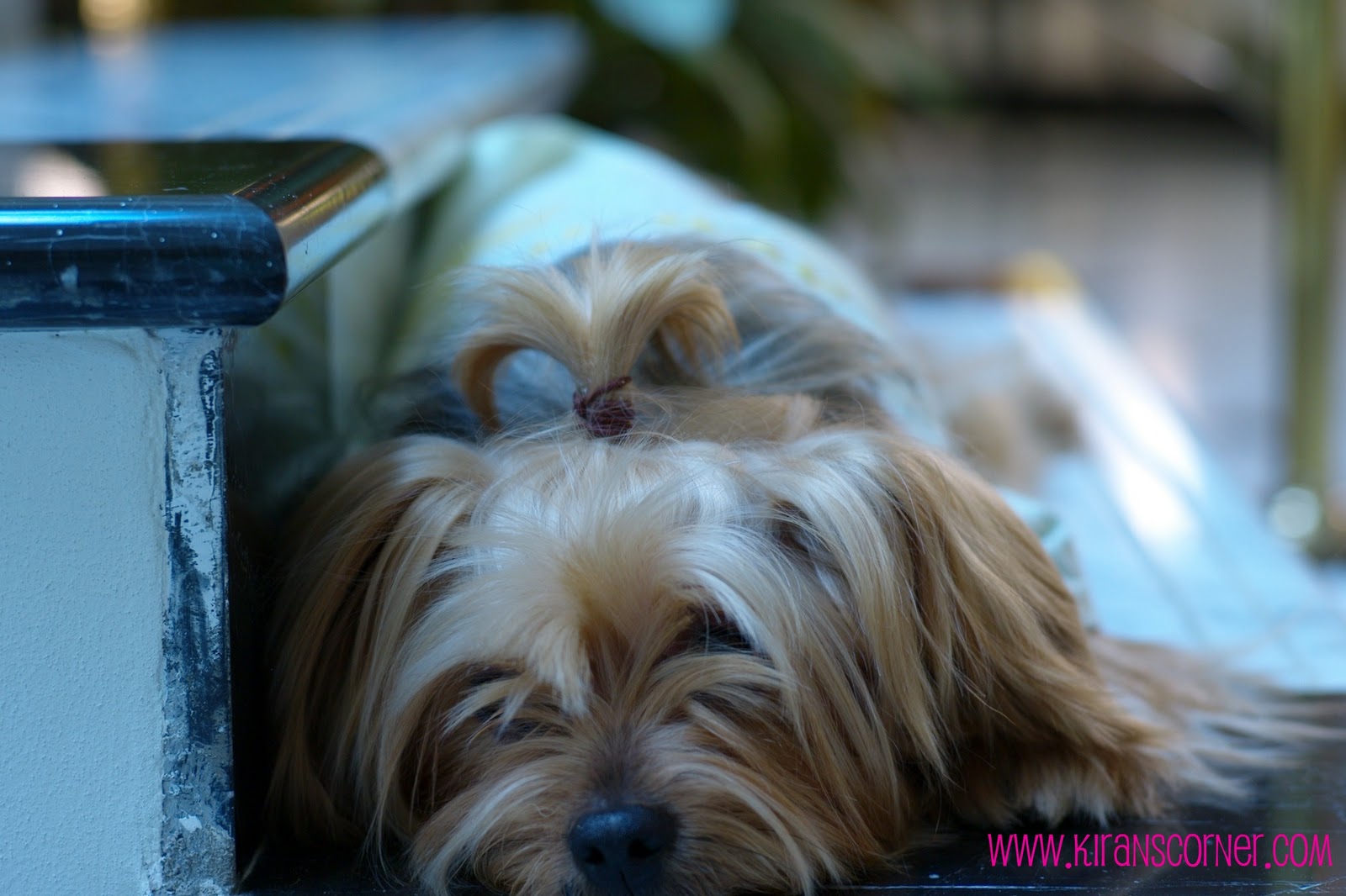 Kiran's Corner: Review of "Shampooch"- Mobile Dog Grooming!