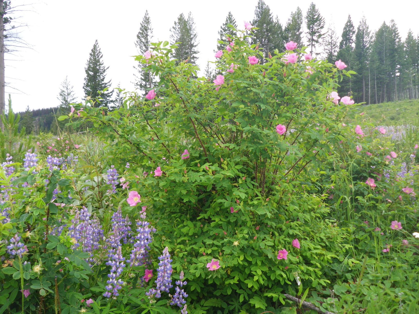 Welcome to my Garden of Wild Plants and Medicinal Herbs