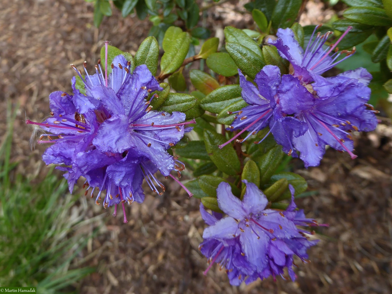 Martin Hamadak - Fotogalerie: Květnové kvítí