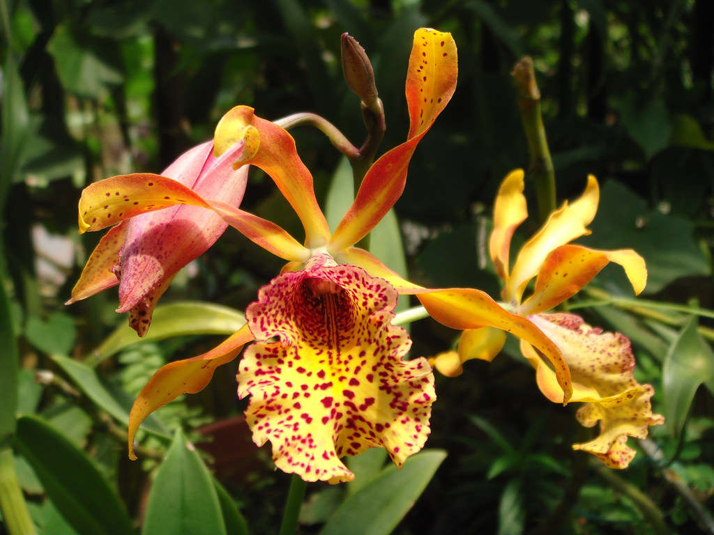 Blc.Copper Queen Crownfox