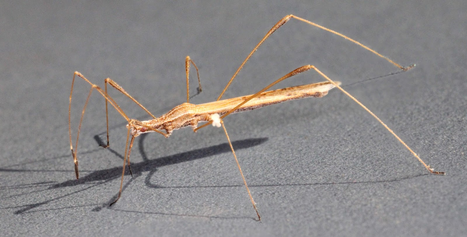 Catalogue of Organisms: The Stilt Bug Neides tipularius