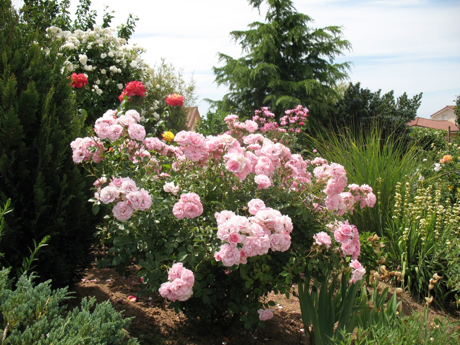 Roses du jardin Chêneland: Bonica: revoir ou découvrir.