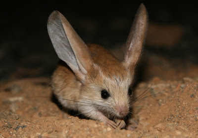 Jerboa | The Life of Animals