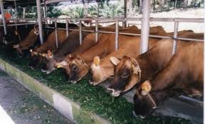 anaklaut: Ternakan 3