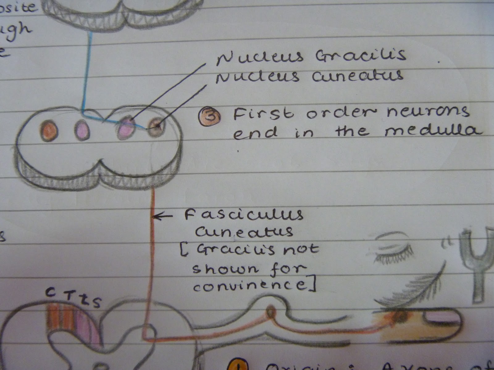 Medicowesome: Fasciculus gracilis and cuneatus