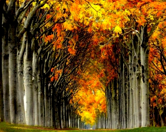 Keindahan Pepohon Sepanjang Jalan... - Relaks Minda