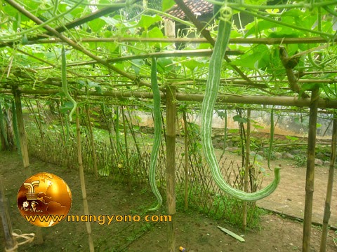 Paria Belut, Pare Belut alias Pare Ular, Snake Gourd